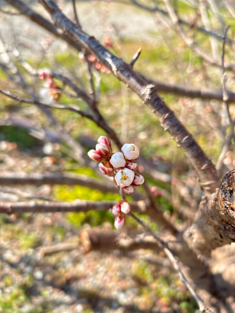 春の到来🌸 - 日本キャット株式会社